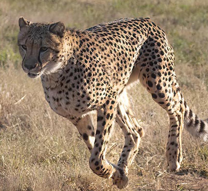 Namibia Tours and Safari | Mama Tembo Tours